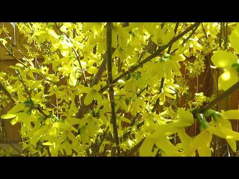 Lynwood Gold Forsythia: A Great Early Season Shrub