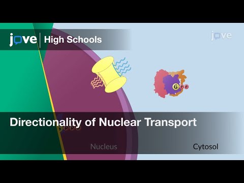 Directionality of Nuclear Transport | Cell Bio | Video Textbooks - Preview
