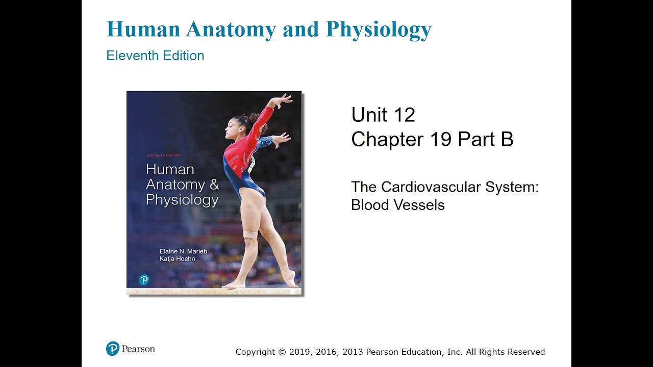 Anatomy and Physiology Chapter 19B