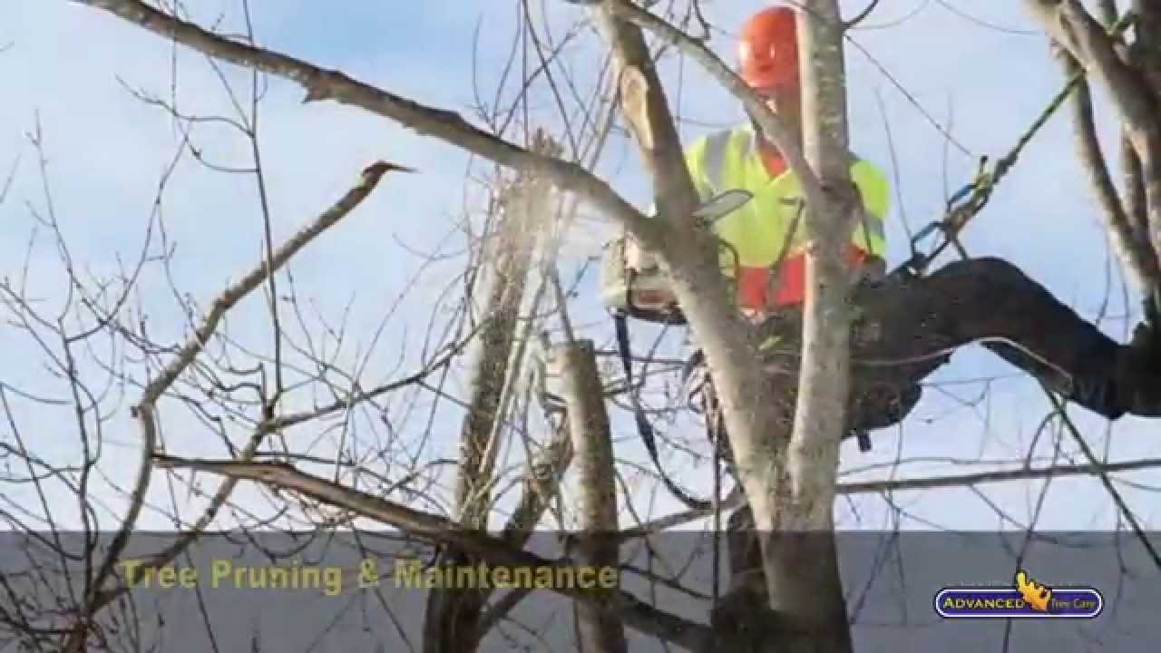 Advanced Tree Care - Our Services