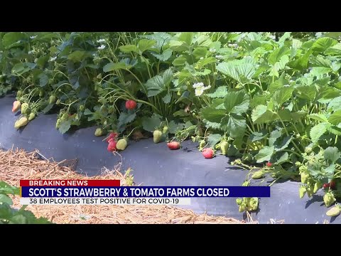 38 Scott's Strawberry & Tomato Farms employees test positive for COVID-19