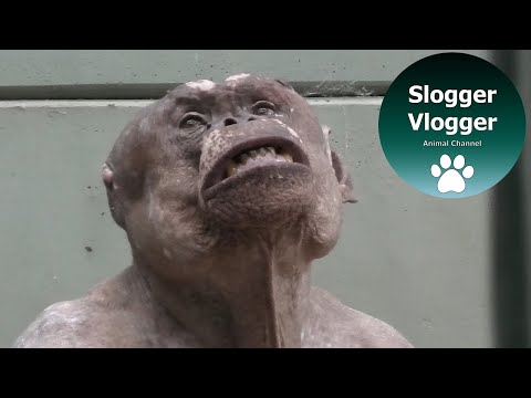 Jambo The Hairless Chimp Makes His Night Nest | SloggerVlogger