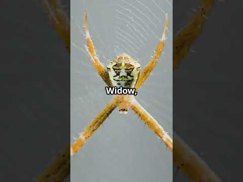 Watch out for these! 🕷️#viralshorts #earth