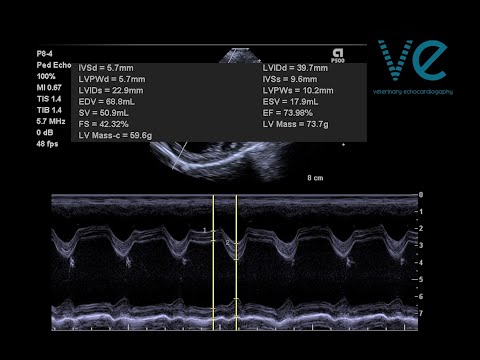 Be wary of fractional shortening! A canine echocardiogram walkthrough