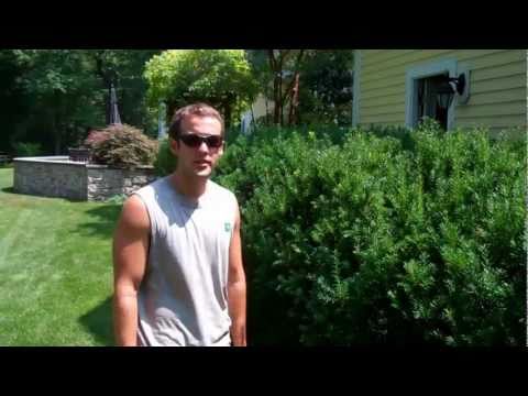 How to Prune a Yew