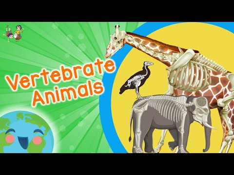 Vertebrate Animals for Kids (Educational Video for Kids)