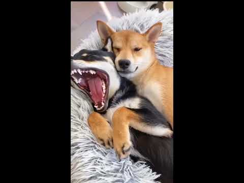 Chats et chiens adorables et drôles très mignons ces animaux.Essayer de ne pas pleurer de rire, cute