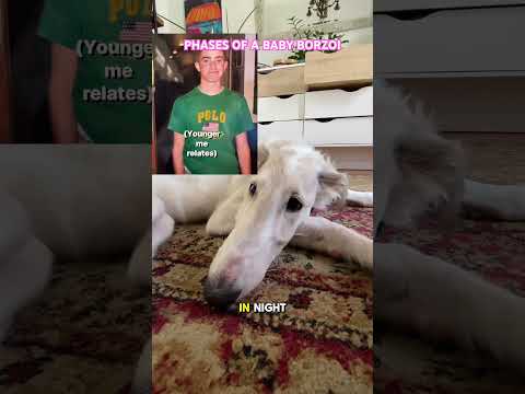 Phases of BORZOI puppies #borzoi #science #puppy #borzoipuppy #cute #doglife #dogs #hosegoat #lore