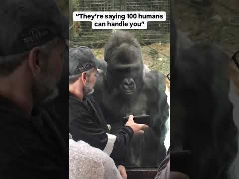 100 Men vs 1 Gorilla… His Reaction to the Meme Says It All #funny #foryou #fyp #fy #memes