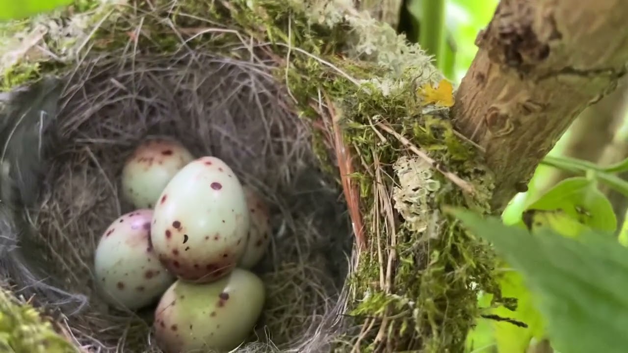 Chaffinch Nest and Eggs