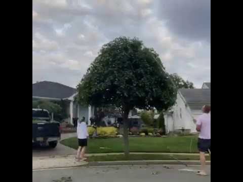 Linden Tree Hand Pruning Timelapse