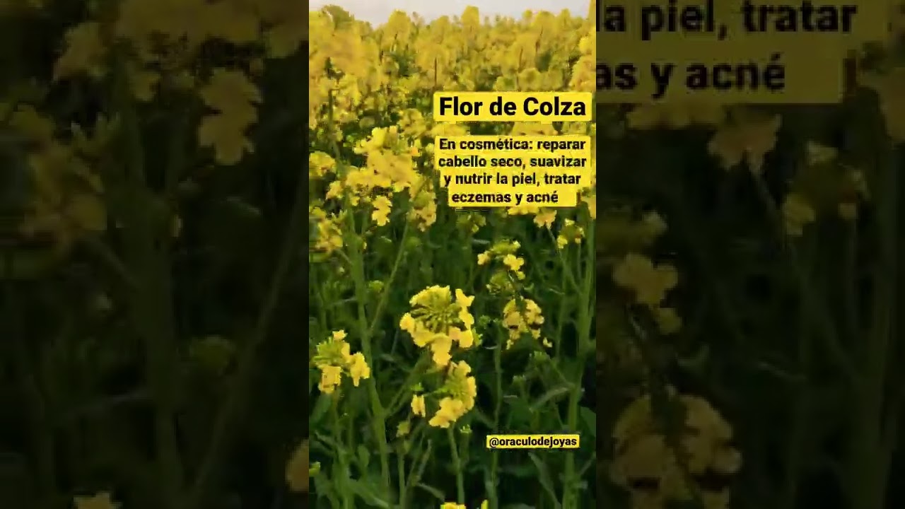 Flor de Canola (colza) ✨🌱.            Para más #brujitips TikTok: https://vm.tiktok.com/ZMLqGrTw4/