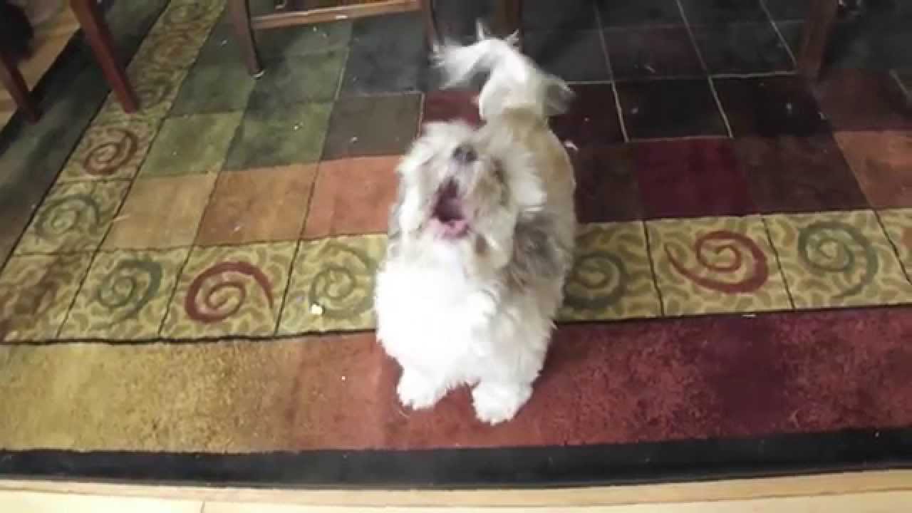 Cody, the Screaming Dog