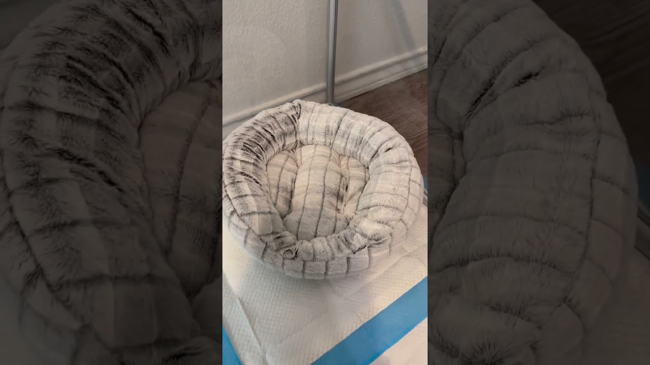 Setting up the play pen for the kittens