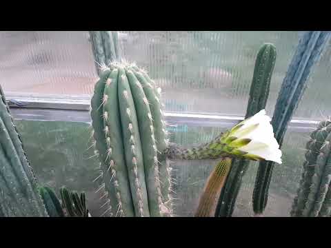 Trichocereus validus FLOWER VIDEO – Cactus Jerk / Trichocereus.net