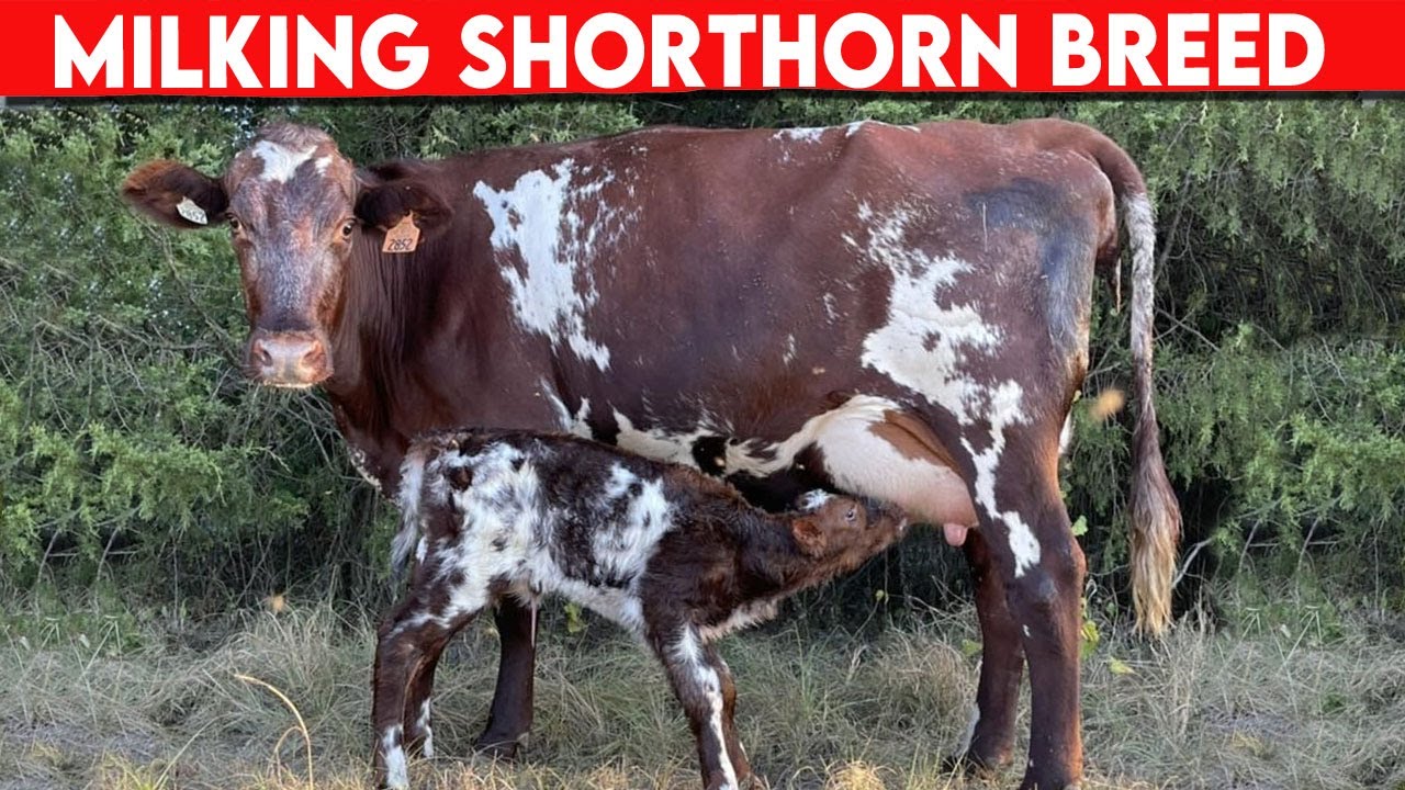 ⭕ Milking Shorthorn Breed ✅  Dairy Cows