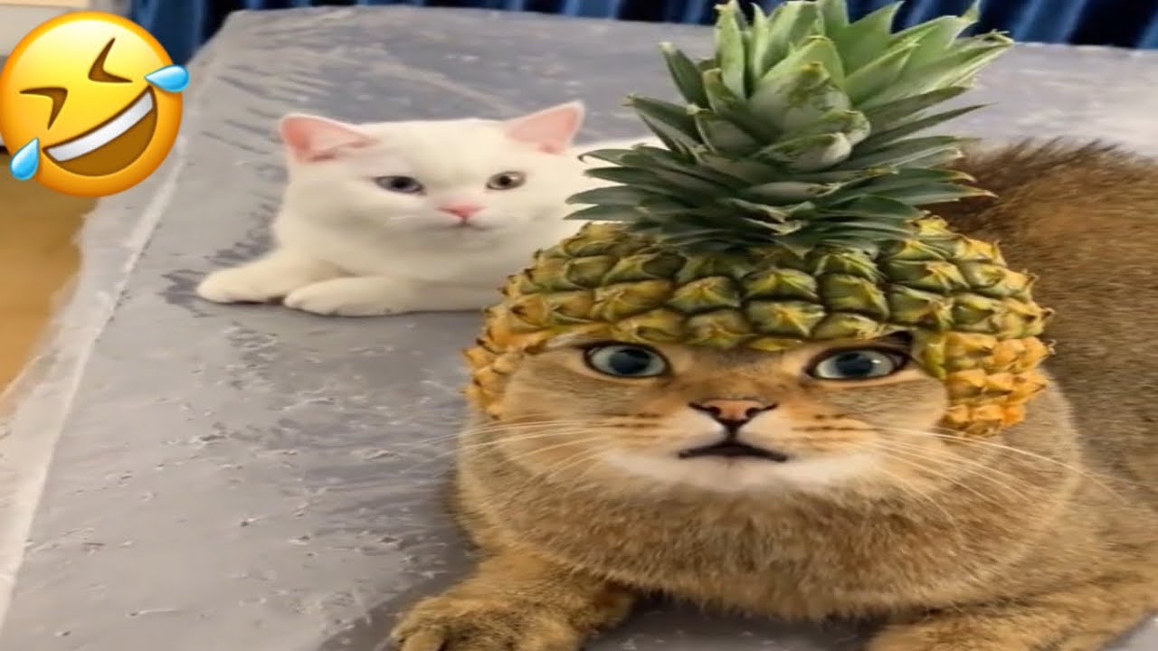 Top 100 Funniest Cats Moments🤣.  Try Not To Laugh😂