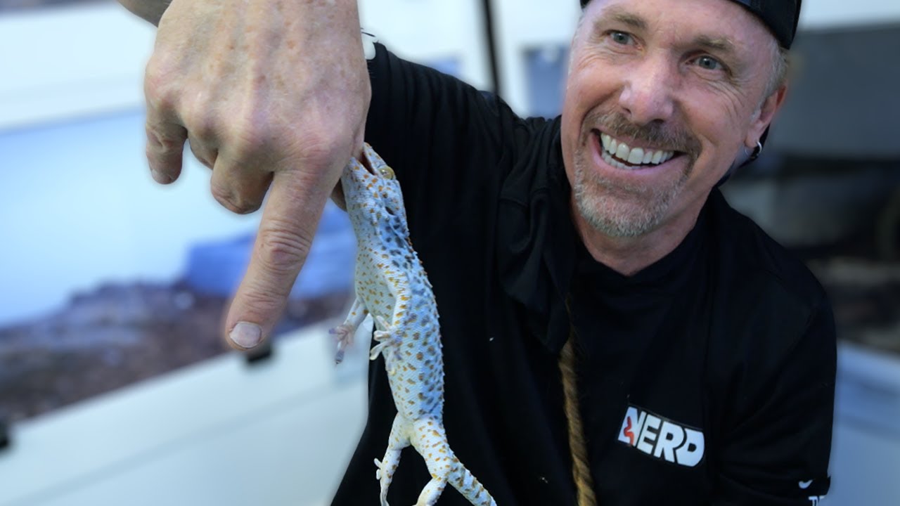 Training Tokay Geckos NOT to Bite Me!