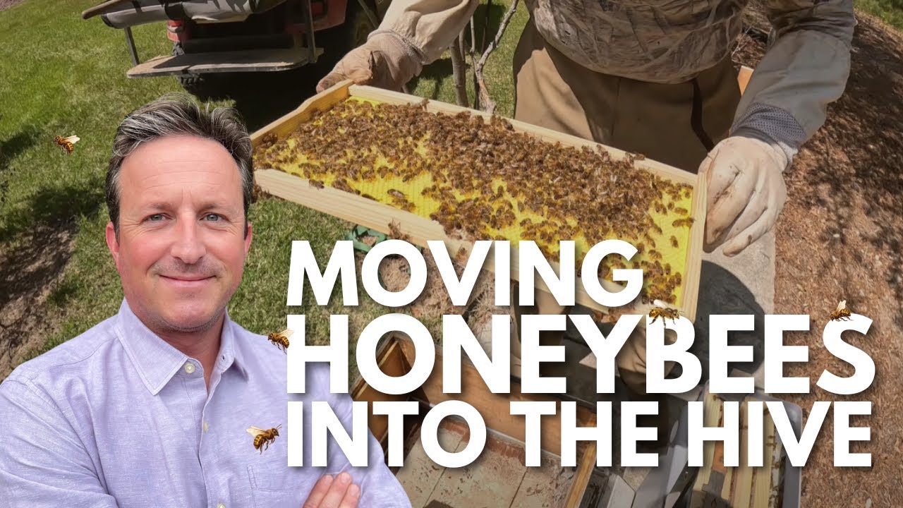 Moving Newly Trapped Honeybee Swarm into their Hive Home