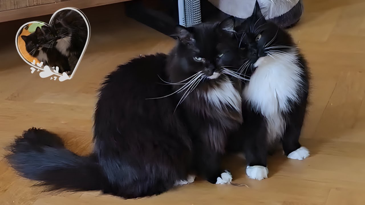 Family Adopted Bonded Pair Of Terrified Feral Cats, What Happened Is Heart-melting!