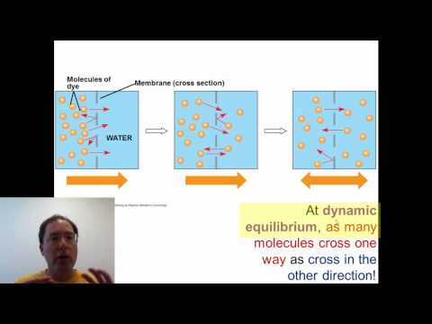 Ch 7.3 A (Diffusion)