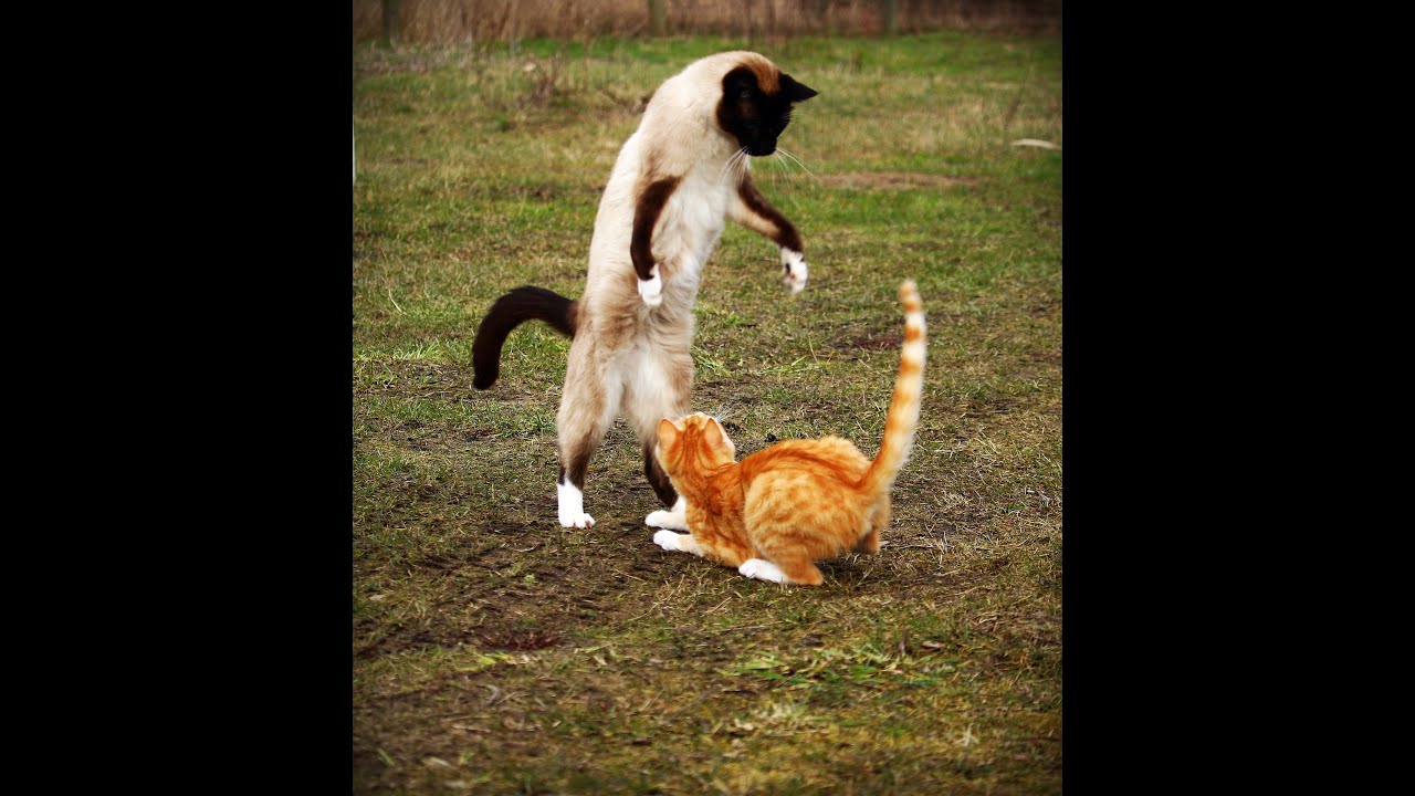 Cats Fighting Video Compilation 2020 #2