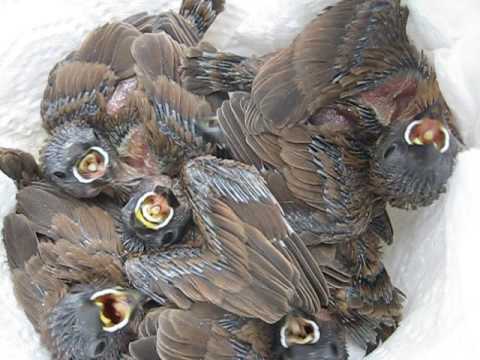 Save Sick, Injured, & Orphaned Birds - California - GlobalGiving