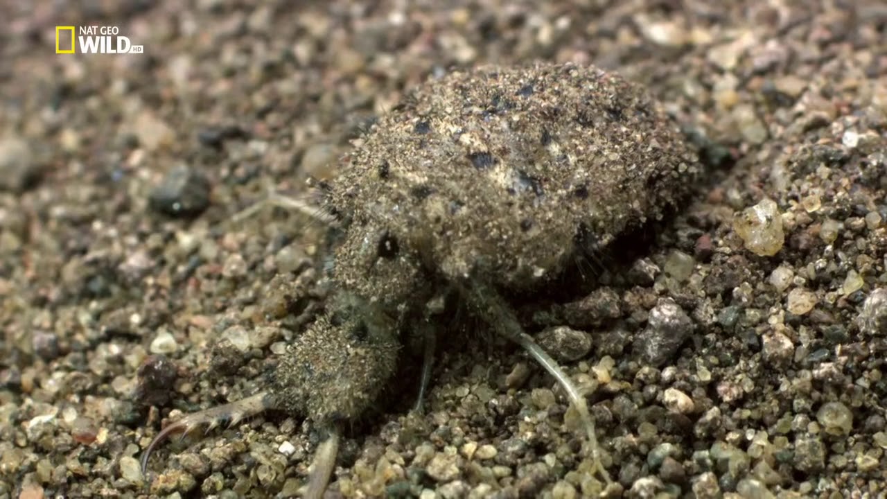 Incredible Insects 720p