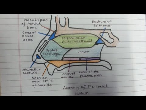 Draw the nasal septum with me