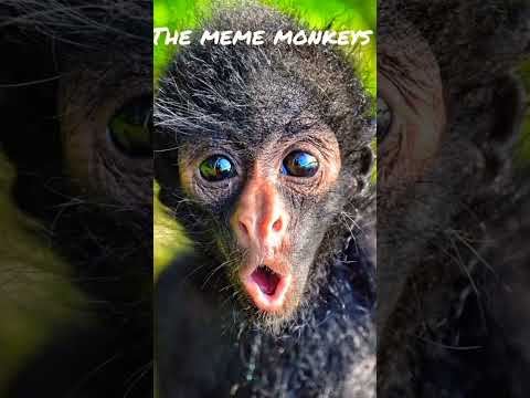 #memes #monkeys #funnyshorts when I am shocked how I look like
