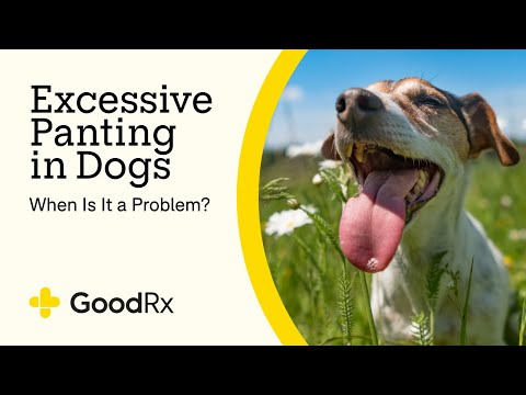 Excessive Panting in Dogs: When Is It a Problem? | GoodRx