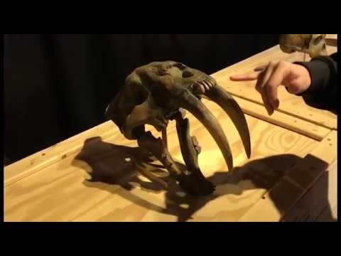 Carnivores vs. Herbivores in visiting exhibit, Paleo: The Story of Life