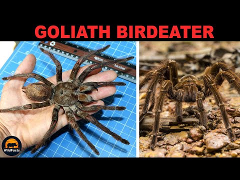 Goliath Birdeater – One of the Biggest Spider in The World