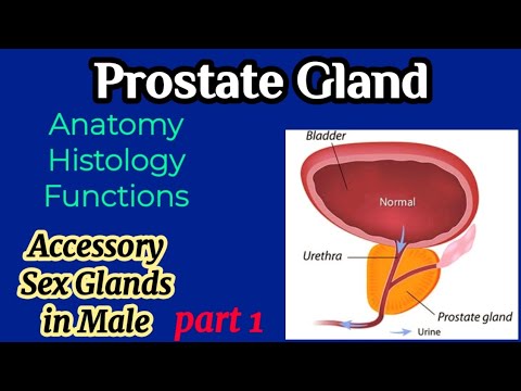 Prostate Gland: Anatomy, Histology, Functions | Accessory Sex Gland | AM Biologie Notes