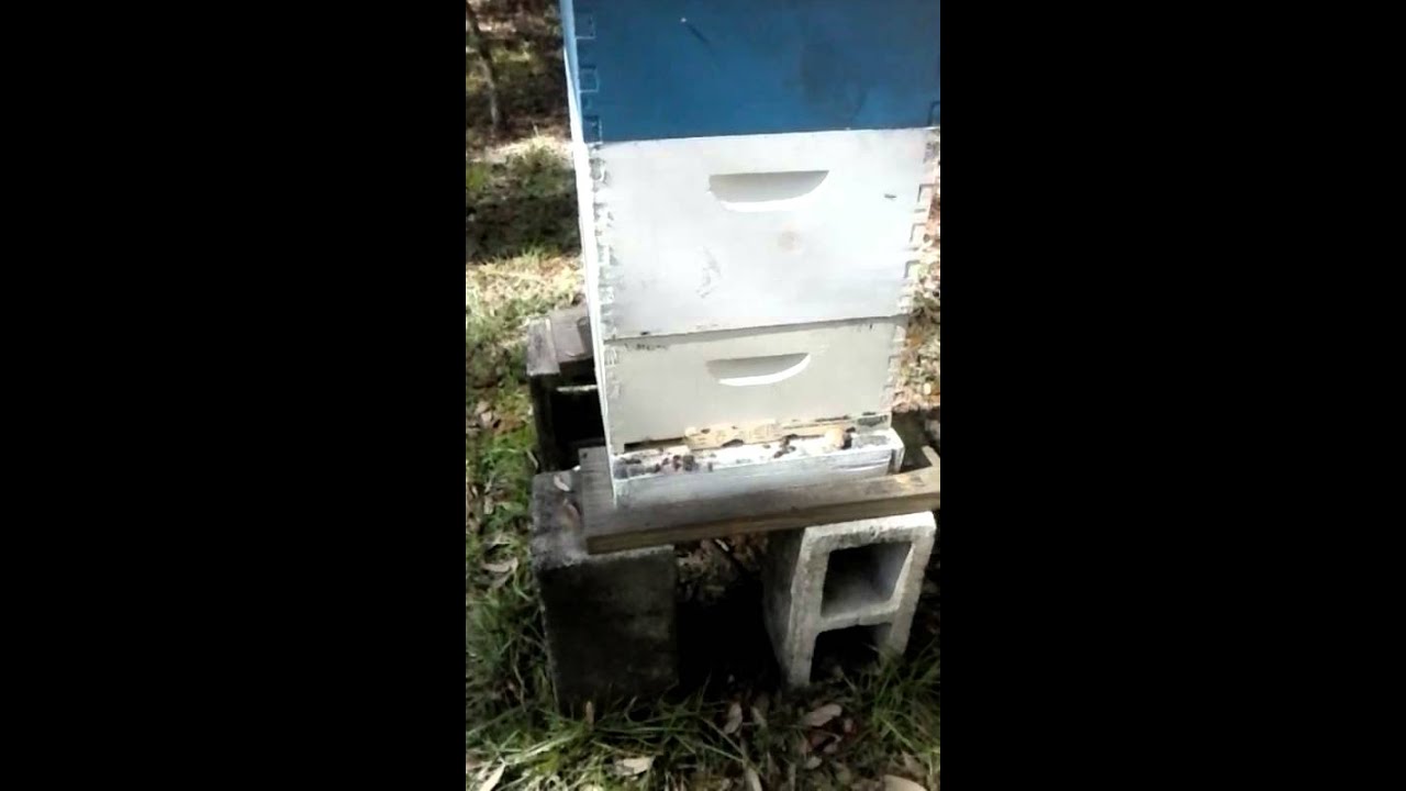 Going Bananas with Bees for Rob