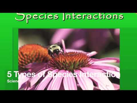 Science Lesson (5 types of species interactions)