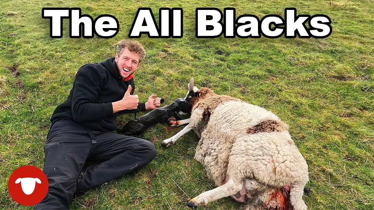 Our first JACOB x LAMBS of the year   |   Day 17 Lambing 23
