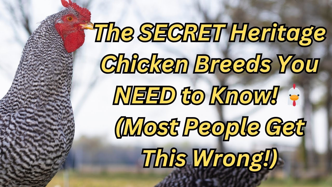 🔥 Heritage Breed Chickens: The SECRET to a Healthier, Sustainable Flock! 🐔