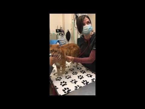 AVMA Skills- updated