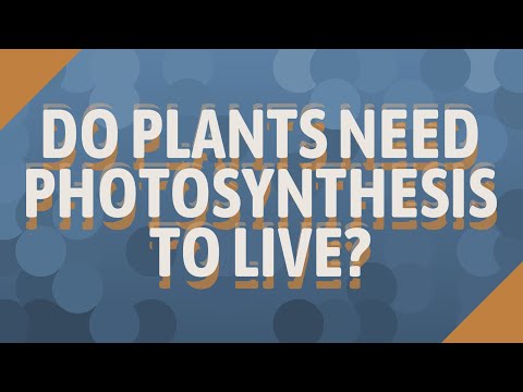 Do plants need photosynthesis to live?