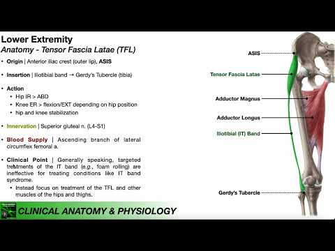 Tensor Fascia Latae (TFL) | Clinical Anatomy & Physiology