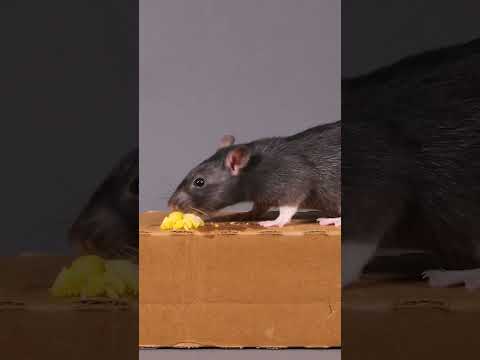 Facts You Might Not Know About Rodents #shorts