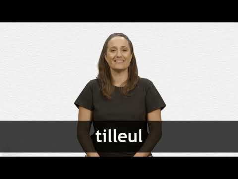 English Translation of “TILLEUL” | Collins French-English Dictionary