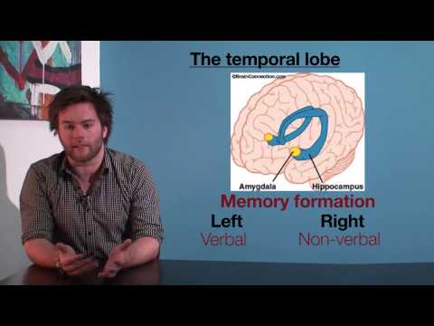 VCE Psychology - The Temporal Lobe