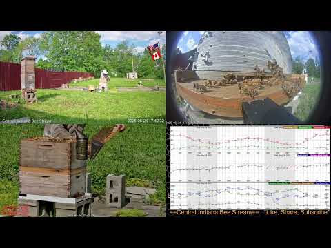 Memorial Day Weekend Honey Bee Hive Inspection. 2025/5/24