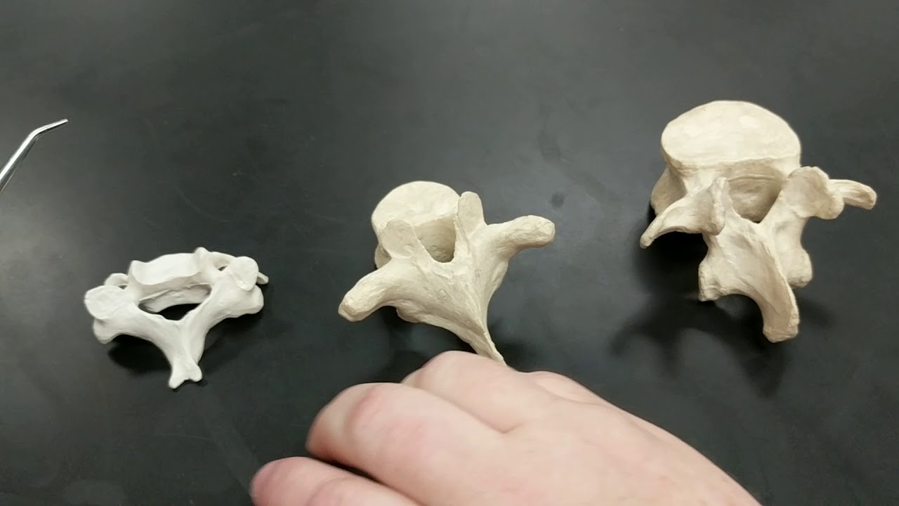 Types of vertebrae