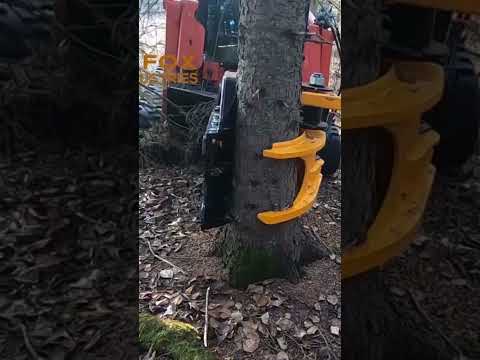 14” tree cut and held with TMK 300 tree shear. #skidsteerattachments #tmkmachinery