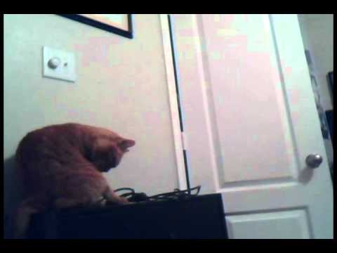 Steam Community :: Video :: Inception Cat!