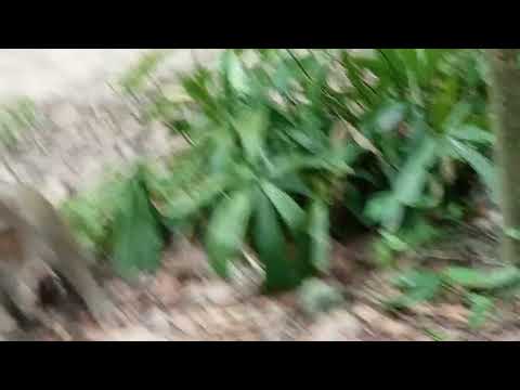 VID20250610153704 monkey at bayon 3