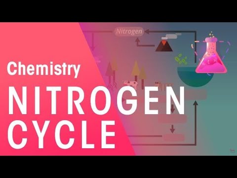 The Nitrogen Cycle | Environmental Chemistry | Chemistry | FuseSchool
